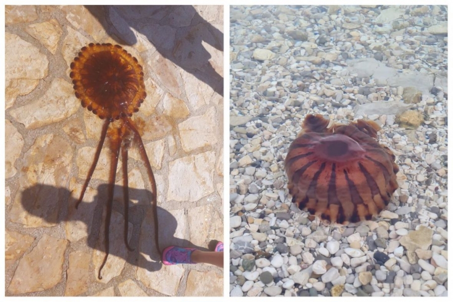 OPREZ AKO IDETE NA JADRAN: Pojavila se nova velika i opasna meduza ... OPREZ AKO IDETE NA JADRAN: Pojavila se nova velika i opasna meduza ...