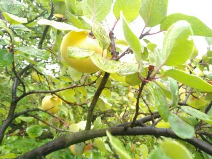 POŽELJELI ŽUTE DUNJE: Sad je njeno vrijeme | Slobodna Bosna