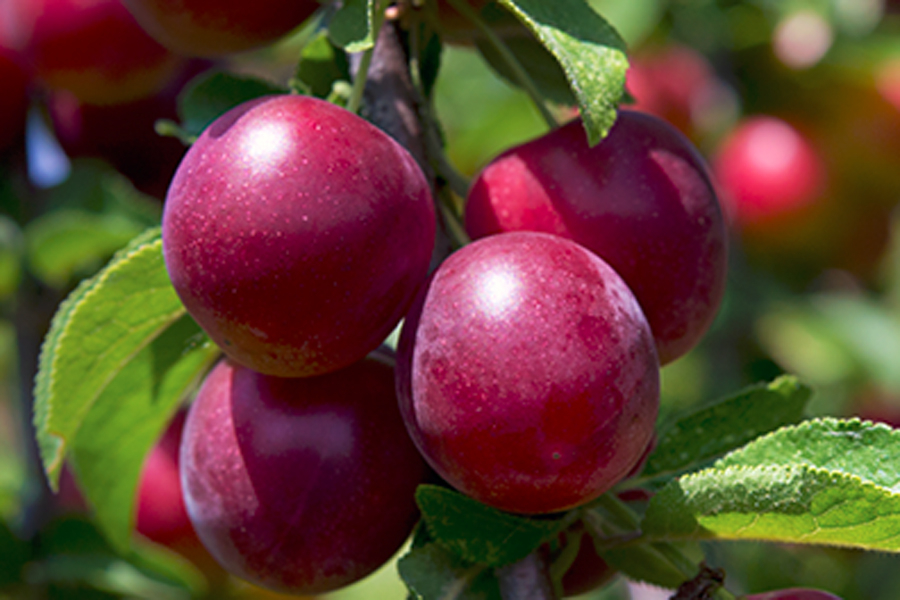 VIC DANA: Pričaju dvije šljive, a onda jedna iznenada poče da stenje ...