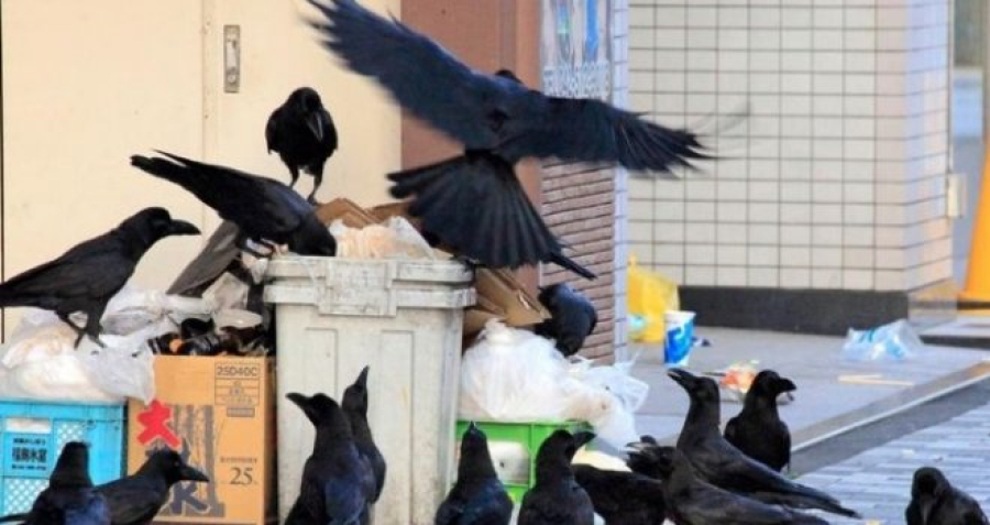 GRAĐANI SARAJEVA U STRAHU: Vrane napadaju ljude, mnogi završili u ...