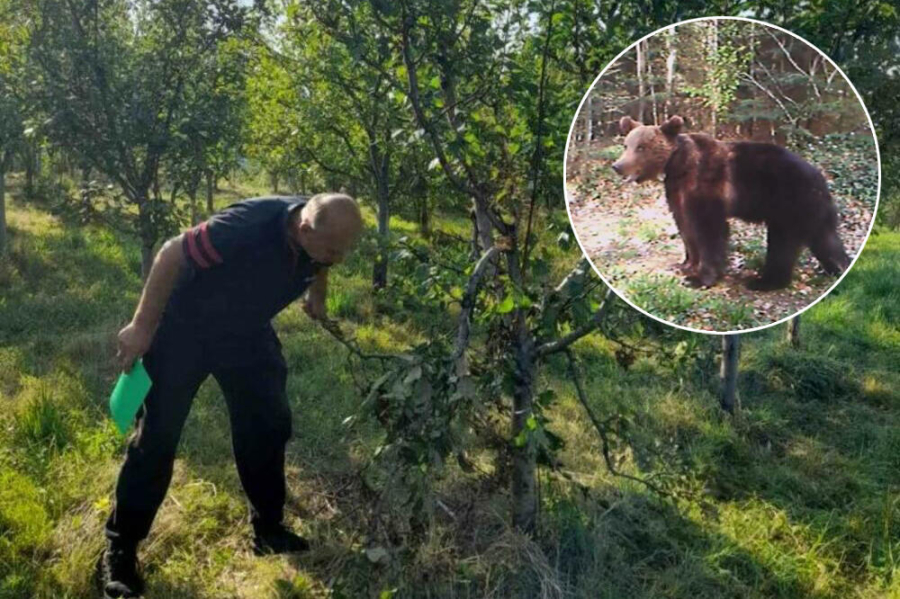 DOK JE MIRNO SPAVAO, MEDVJED DOŠAO I NAPRAVIO MU KATASTROFU: Pogledajte ...