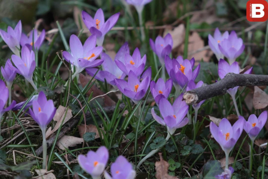 'SB' FOTO - PATROLA: Prvi vjesnici proljeća u bašti Zemaljskog muzeja u Sarajevu (FOTO ...