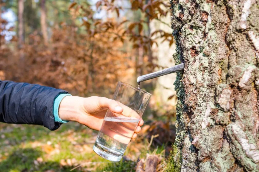 SADA JE NJENO VRIJEME: Brezina voda ima pregršt minerala, hidrira i ...