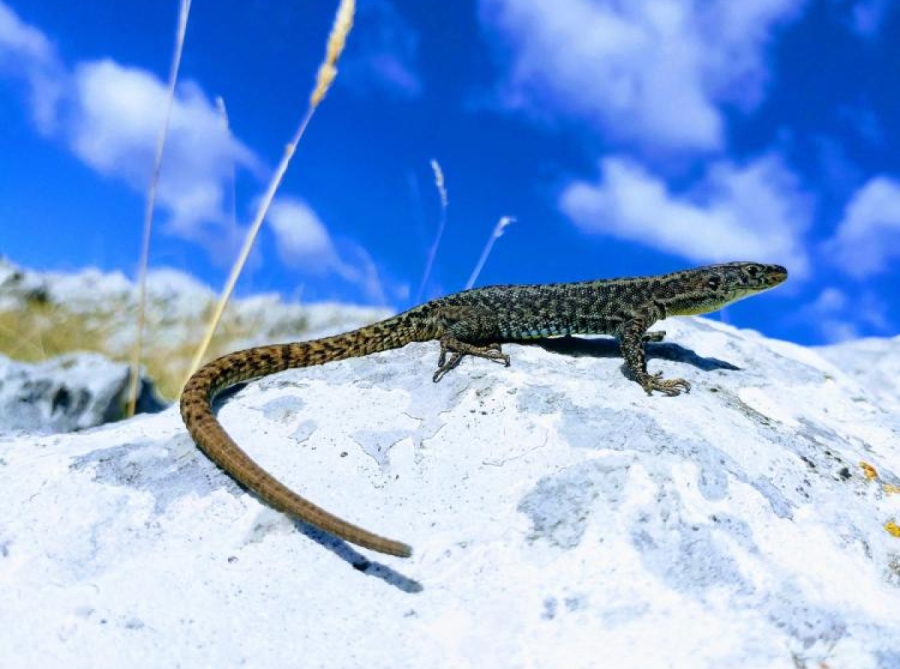 NOVO NAUČNO OTKRIĆE U BiH: Ugrožena vrsta guštera otkrivena na ...