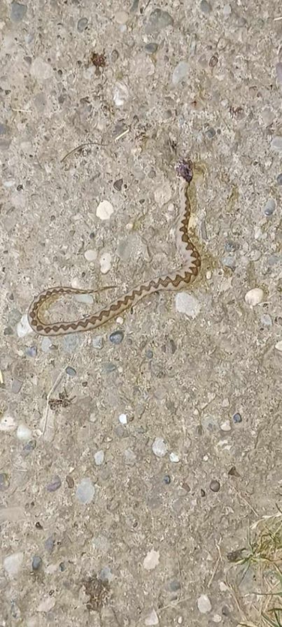 NA GRANICI BiH I HRVATSKE: Ženu ugrizao poskok, hitno prebačena u ...