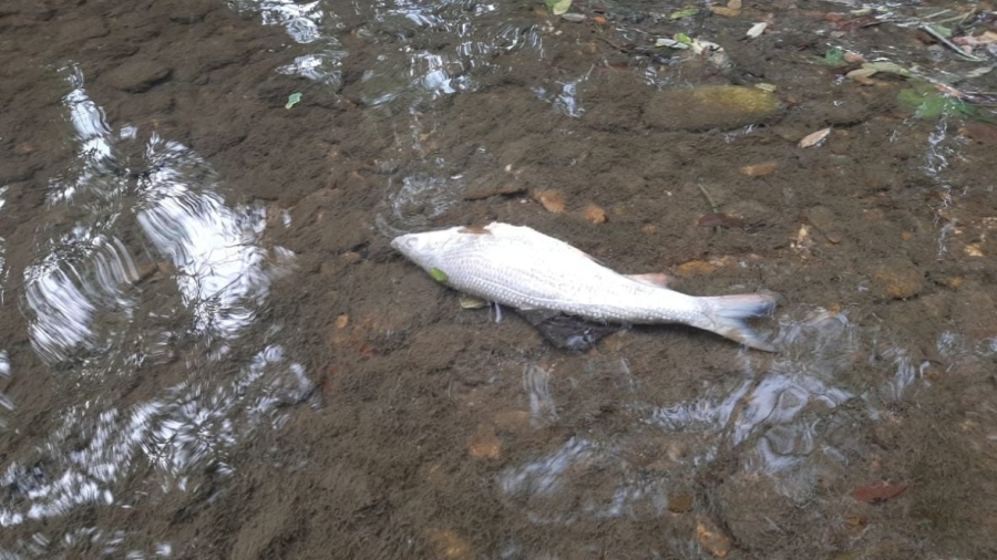 EKOLOŠKA KATASTROFA U BiH: Nezapamćen pomor ribe na rijeci Blihi ...