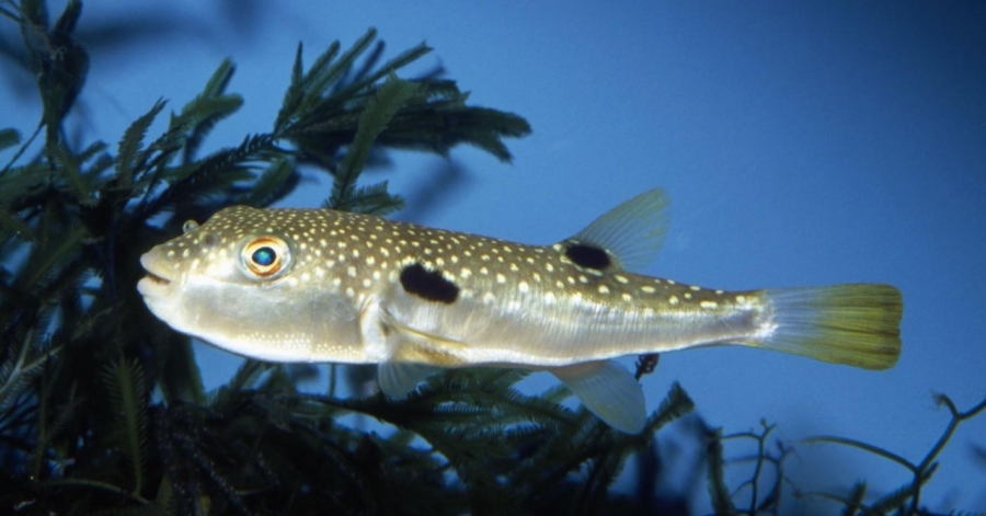 MUŠKARAC ULOVIO NEOBIČNU RIBU, PA NA FACEBOOKU PITAO O ČEMU SE RADI ...